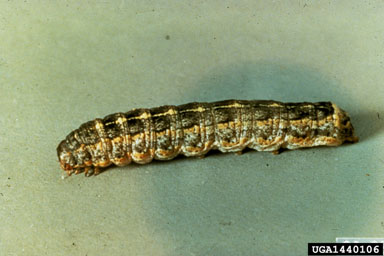 variegated cutworm (Peridroma saucia ) on burley tobacco (Nicotiana tabacum (burley type)) - 1440106