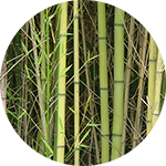 Graminoids - Mid-Atlantic Invaders Tool