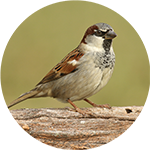 Animals - Mid-Atlantic Invaders Tool