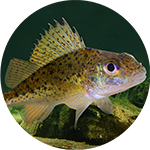 Animals - Mid-Atlantic Invaders Tool