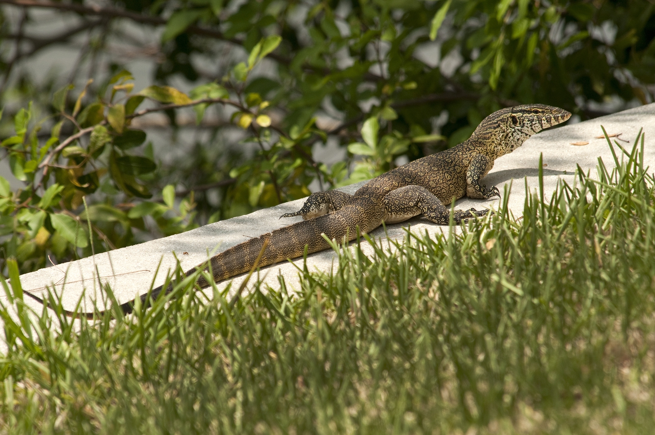 Florida Invasive Species Partnership