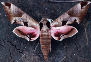 Sphinx Moth Life Cycle
