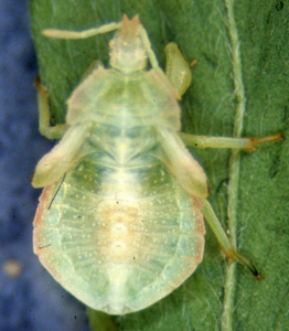 Ambush Bug The Nature Conservancy In Ohio What's That Bug?! This Is