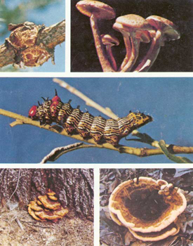 Common Insects Of North East America Eastern Eyed Click Beetle