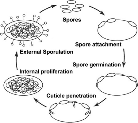 Spore Ulv Checkatrade Partnership