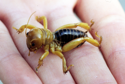 Jerusalem Cricket Stock Photos