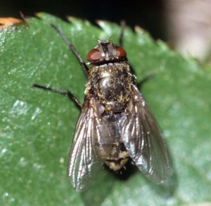 Cluster Flies - Bugwoodwiki