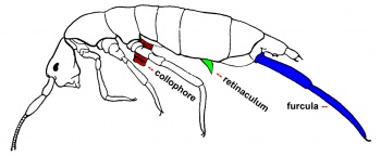 Insect Orders1 - Bugwoodwiki