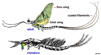 Insect Orders1 - Bugwoodwiki