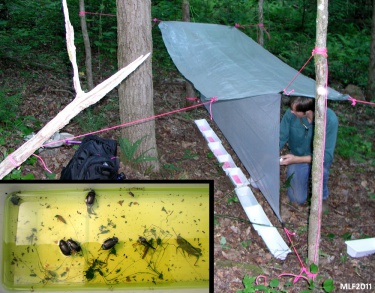 Collecting insects - Bugwoodwiki