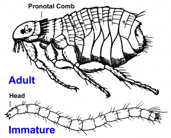 Siphonaptera Larver Order Siphonoptera