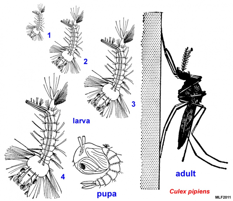 Biologie des insectes | Organitzem