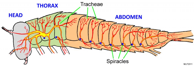 Biologie des insectes | Organitzem