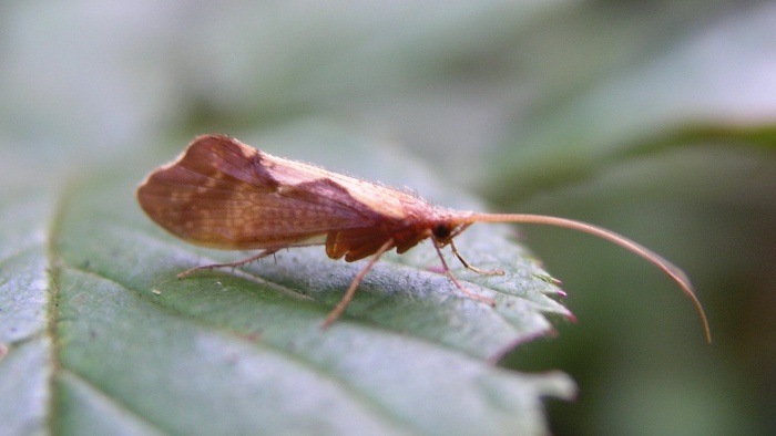 Caddisfly Wikipedia
