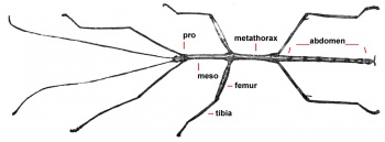 Insect Orders1 - Bugwoodwiki