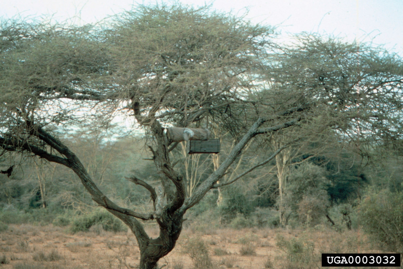 honey bees (Genus Apis)