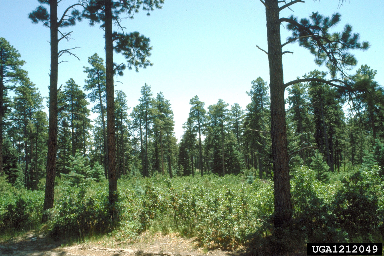 national forest (general)