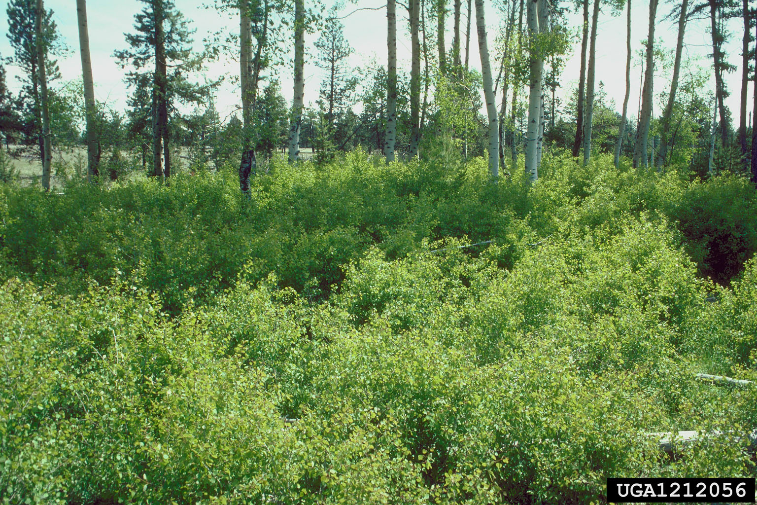 aspen/poplar (Genus Populus)