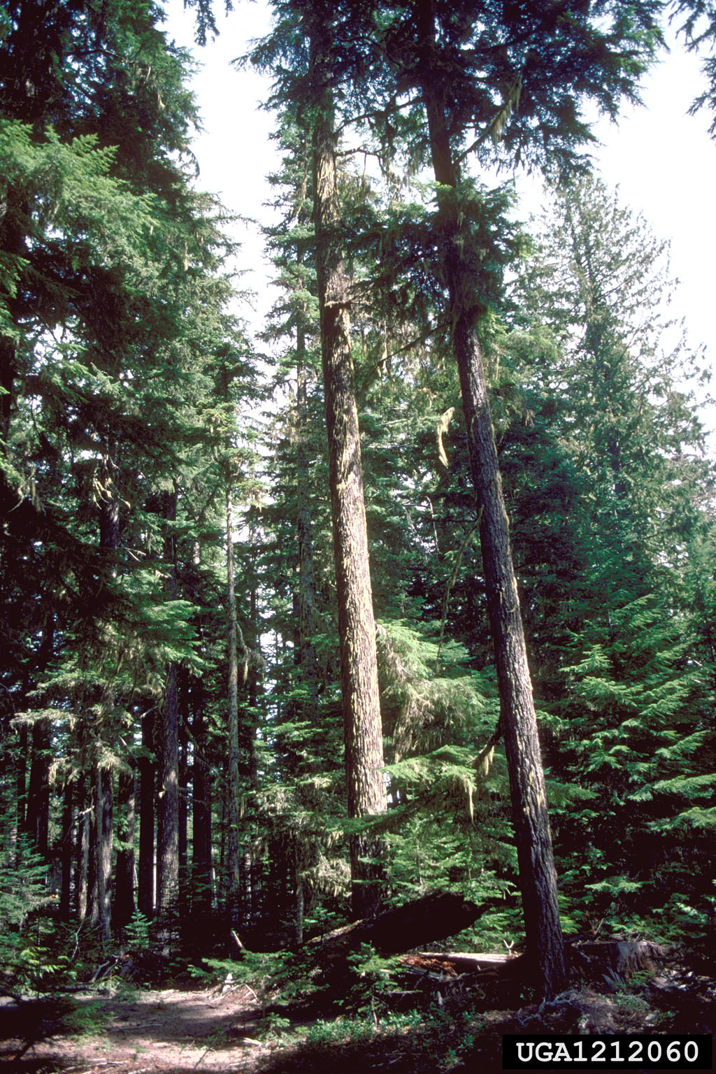 national forest (general)