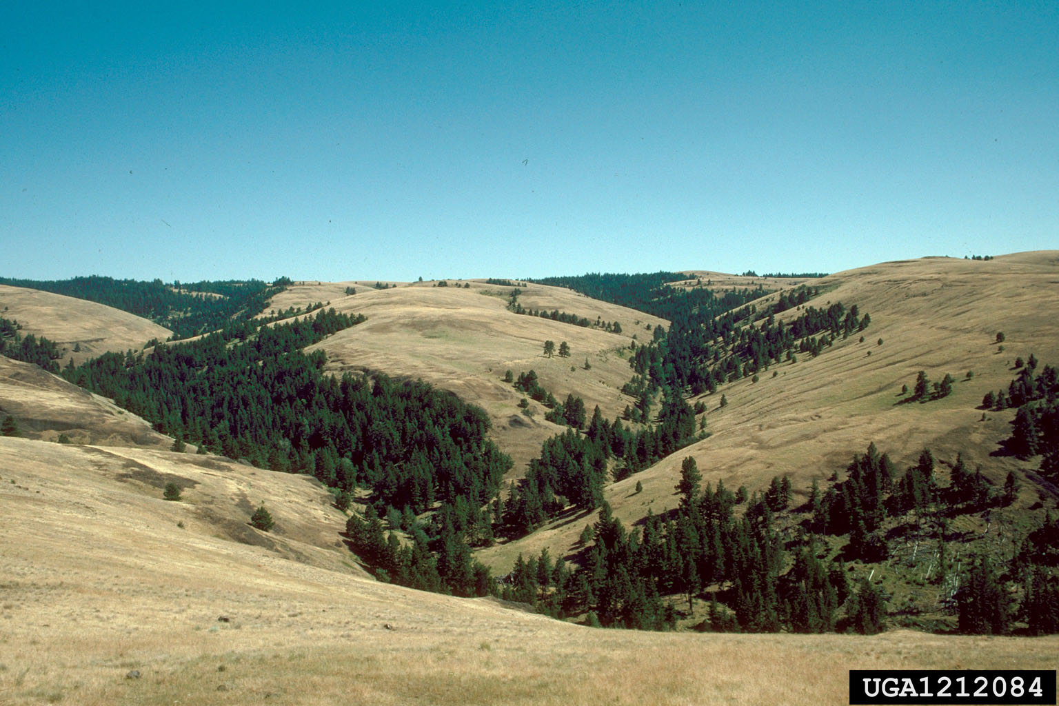 national forest (general)