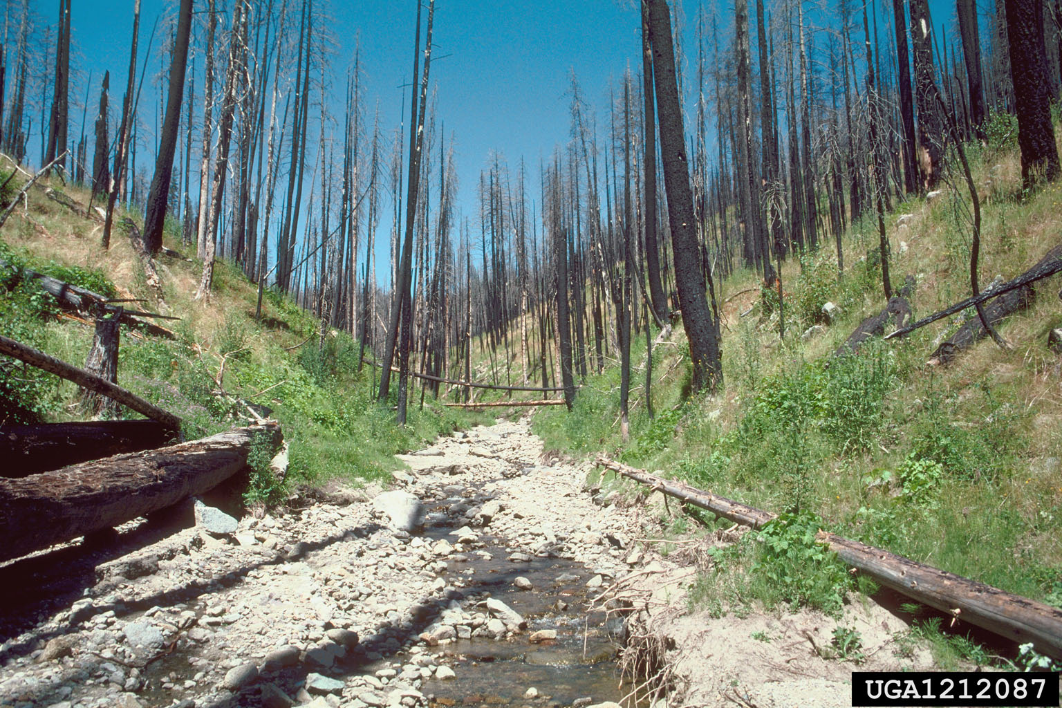 national forest (general)