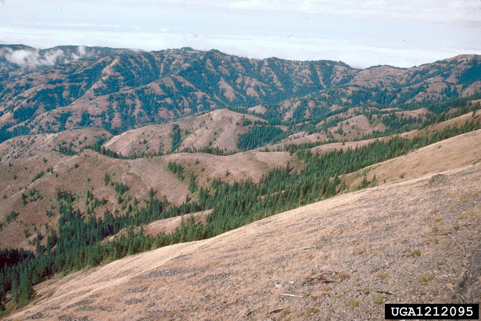 national forest (general)