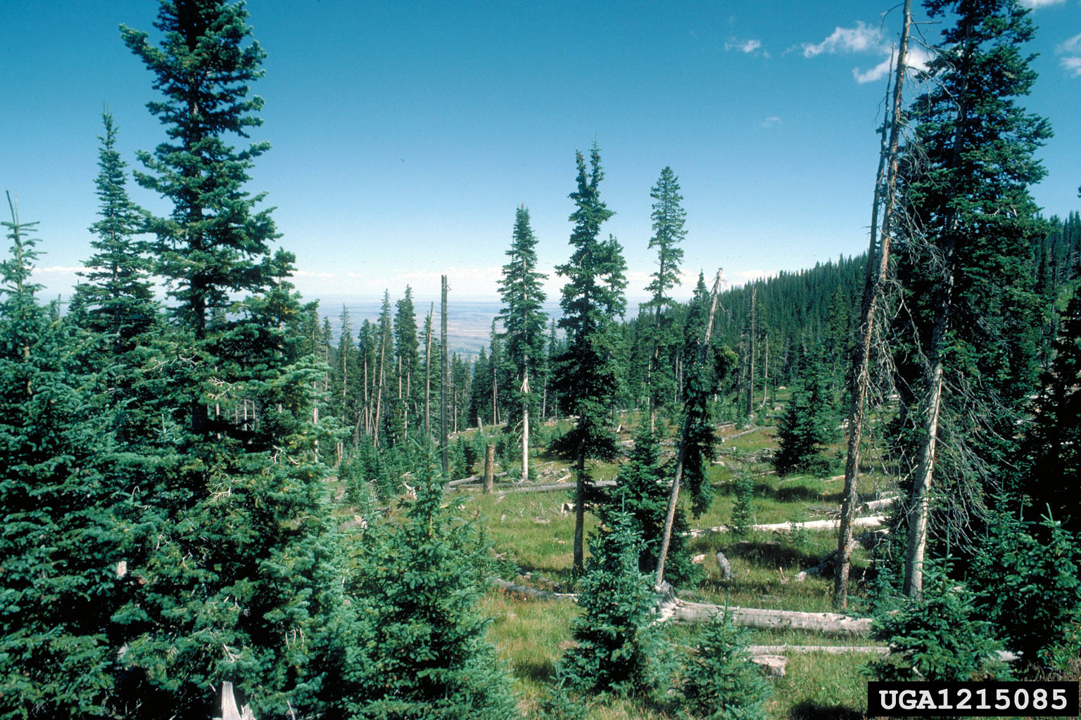 national forest (general)