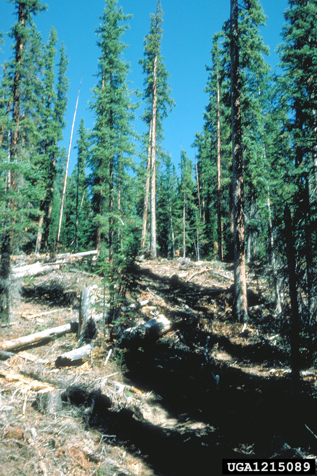 national forest (general)