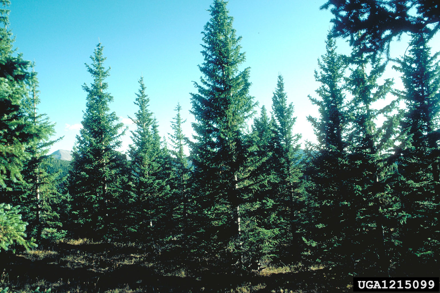 pine, fir, spruce and larch, (Pinales: Pinaceae) - 1215099