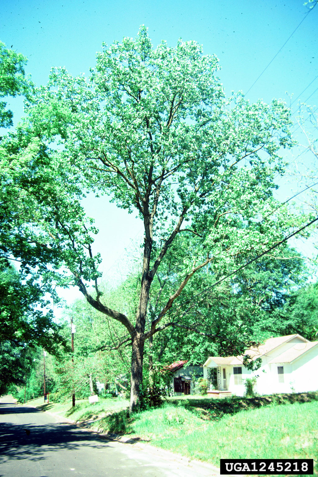 utility line clearance pruning
