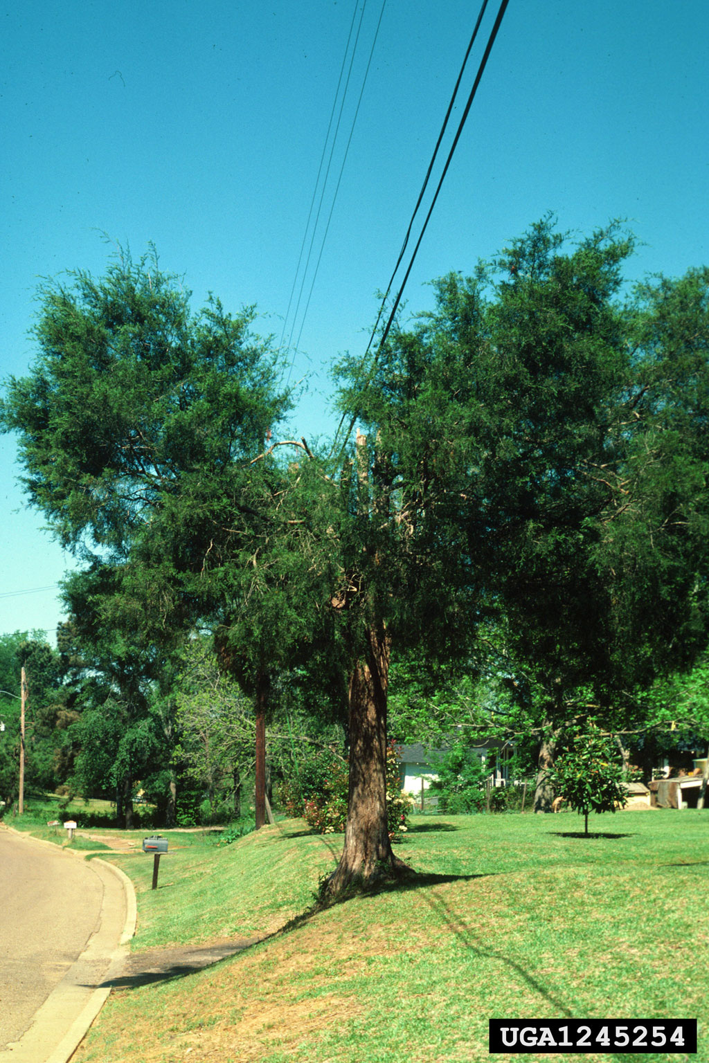 utility line clearance pruning