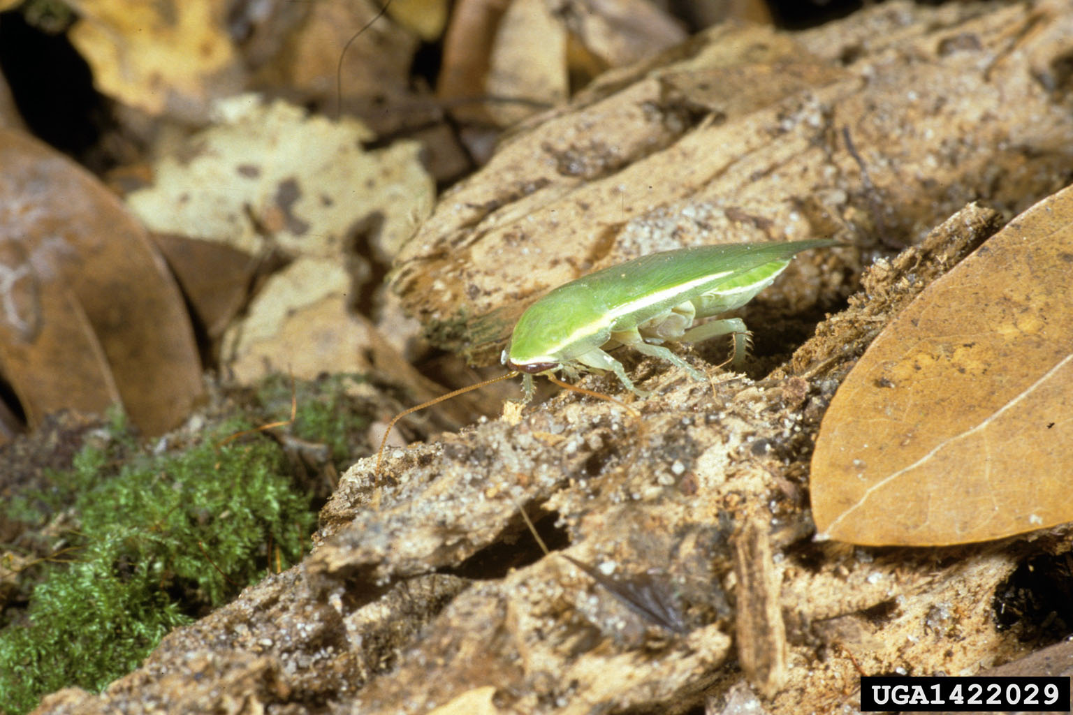 Cuban cockroach (Panchlora nivea (Linnaeus))