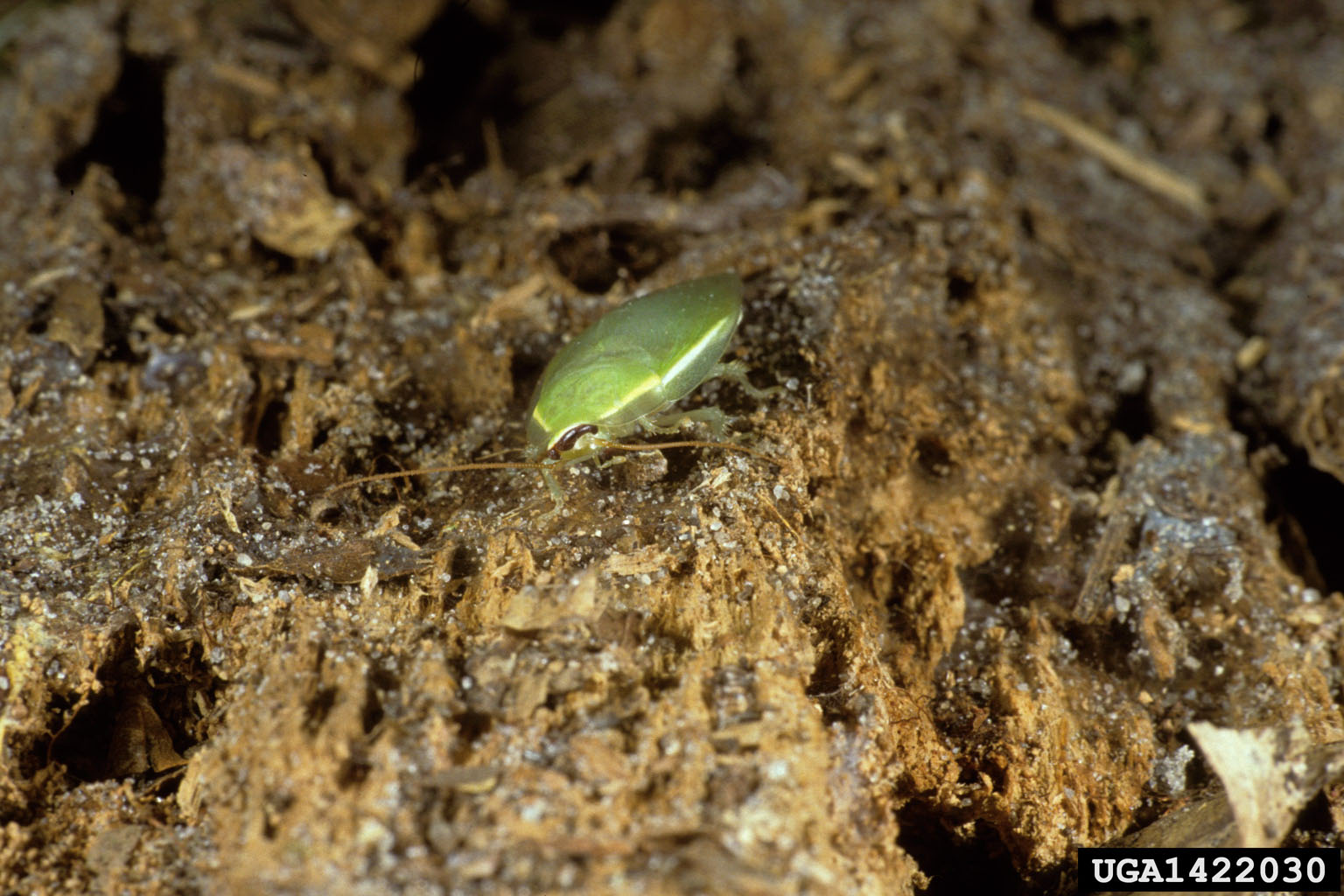 Cuban cockroach, Panchlora nivea (Blattodea: Blaberidae) - 1422030