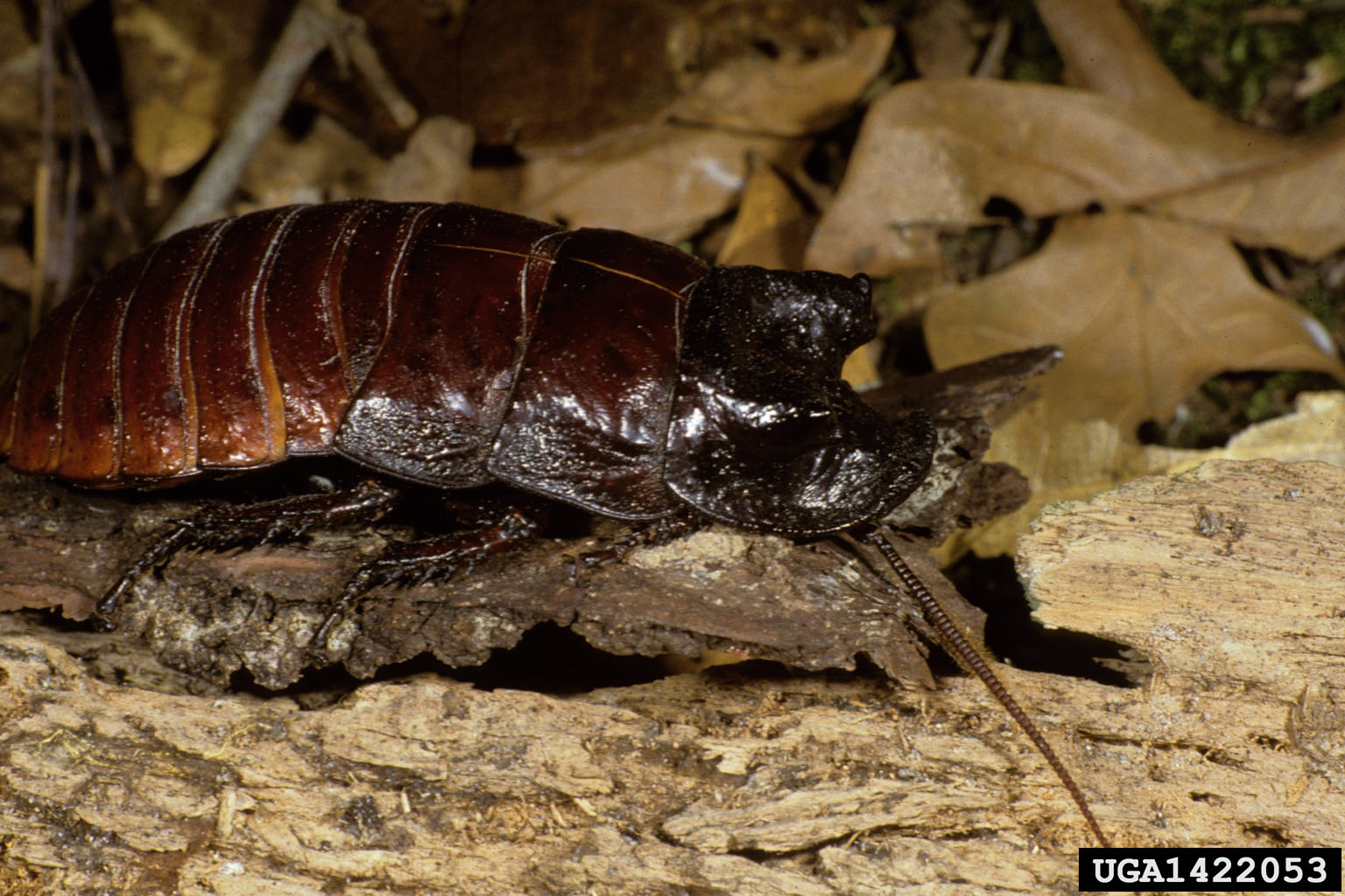 Madagascar hissing cockroach (Gromphadorhina portentosa (Schaum, 1853))