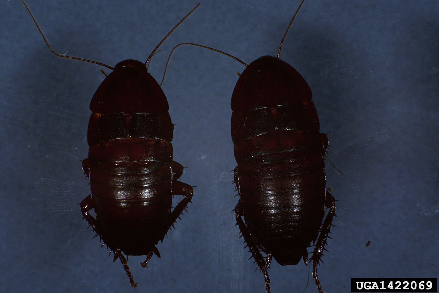 oriental cockroach (Blatta orientalis Linnaeus)