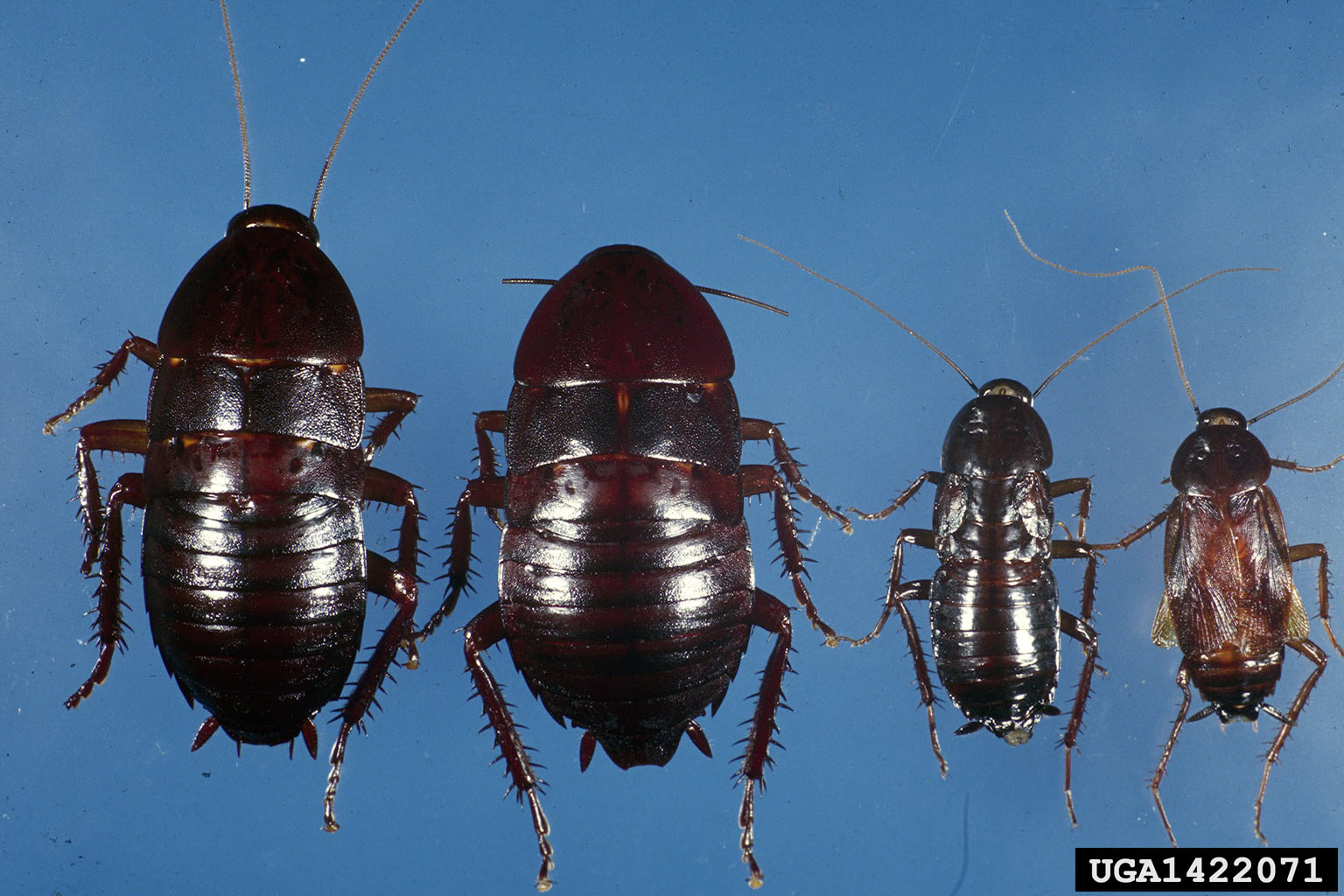 Blattid cockroaches (Family Blattidae)