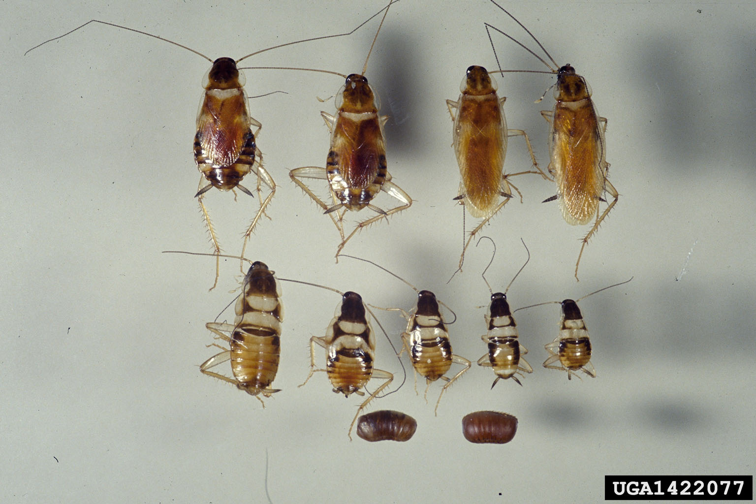 brownbanded cockroach (Supella longipalpa)