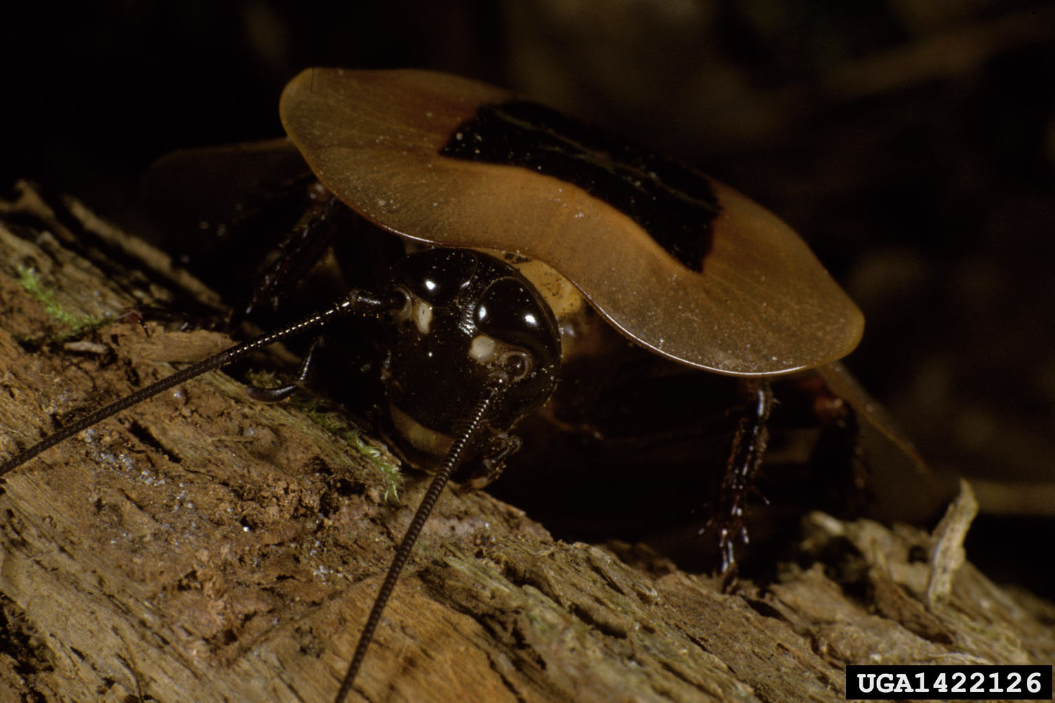 giant cave cockroach (Blaberus giganteus (Linnaeus, 1758))
