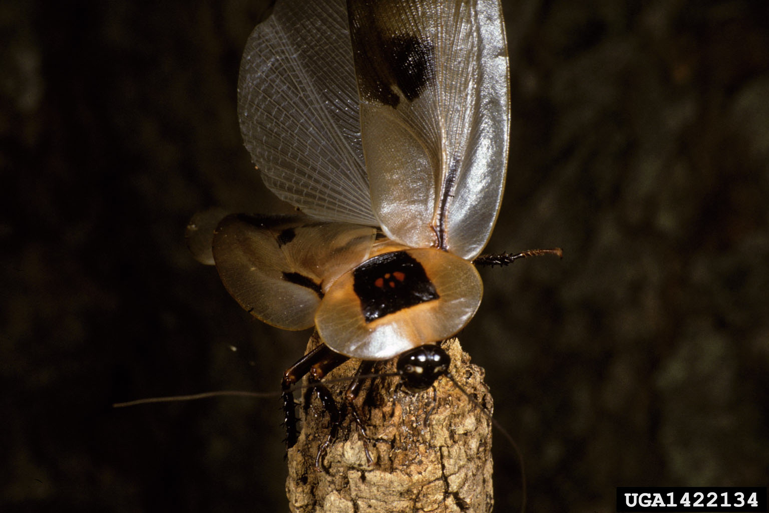 Blaberus Giganteus Stock Photo Of Giant Cockroach (Blaberus