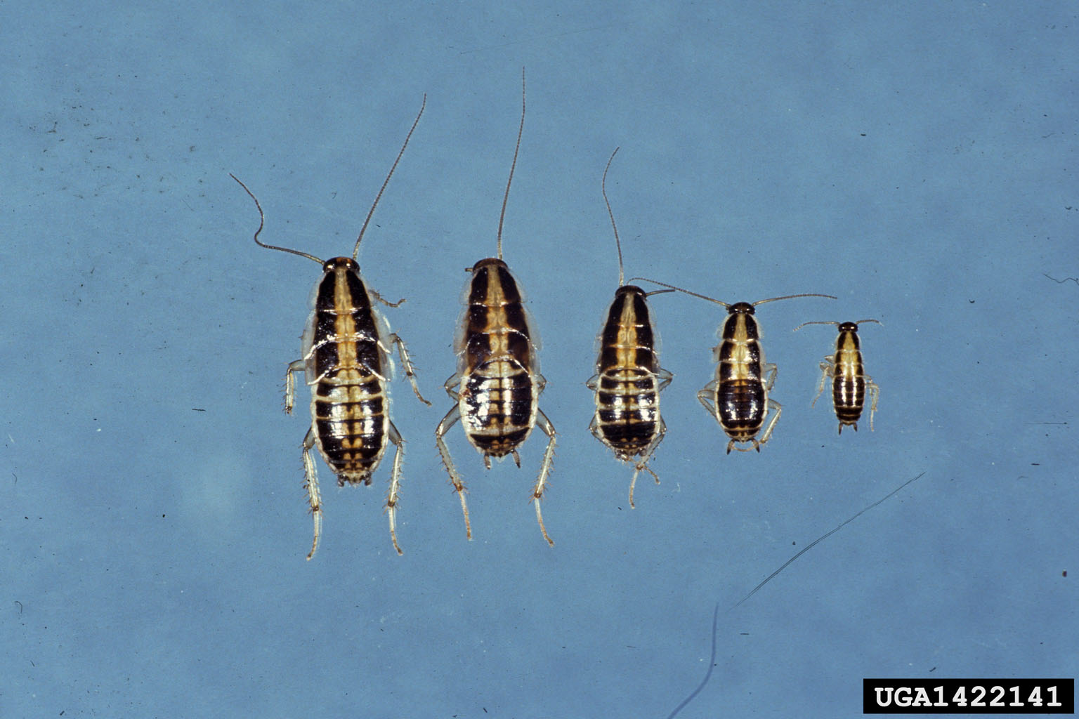 field cockroach (Blattella vaga Hebard, 1935)