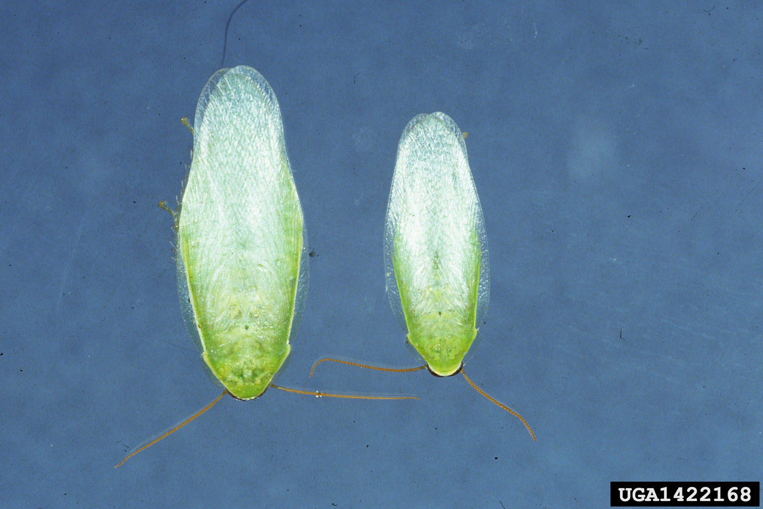 Cuban cockroach (Panchlora nivea (Linnaeus))