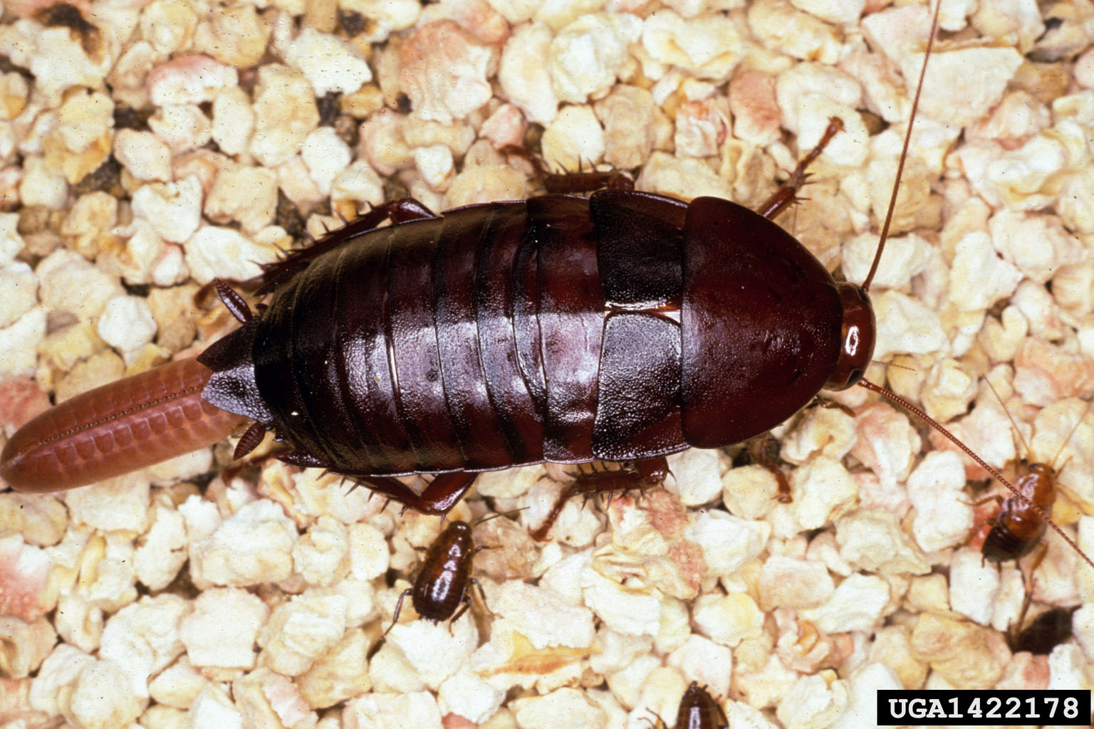 Florida woods cockroach (Eurycotis floridana (Walker))