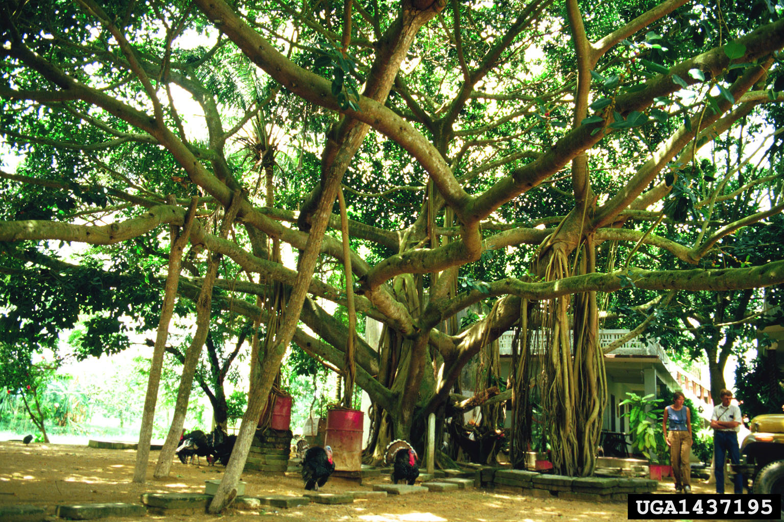 Chinese banyan (Ficus microcarpa L. f.)
