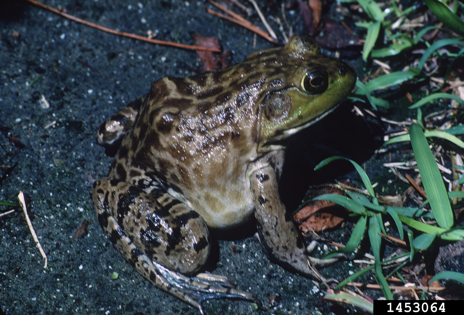 American bullfrog (Lithobates catesbeianus Shaw, 1802)