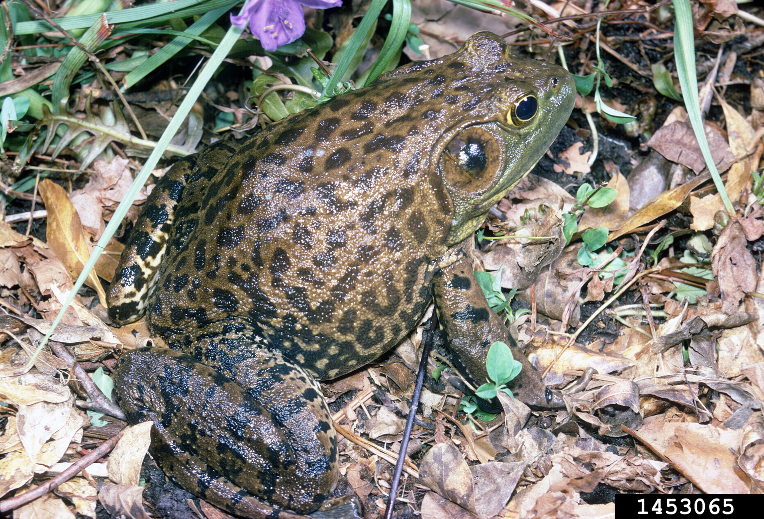 American bullfrog (Lithobates catesbeianus Shaw, 1802)