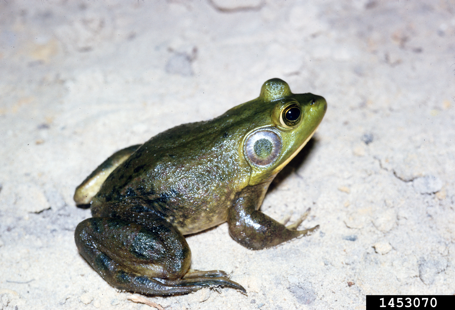 pig frog (Lithobates grylio)