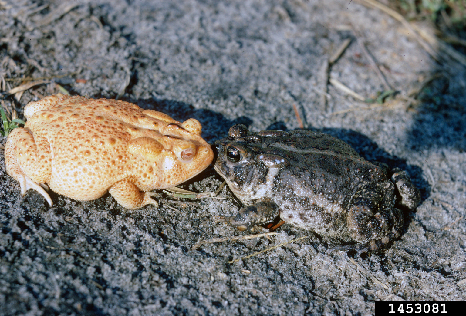 Southern Toad, Anaxyrus terrestris (Anura: Bufonidae) - 1453081