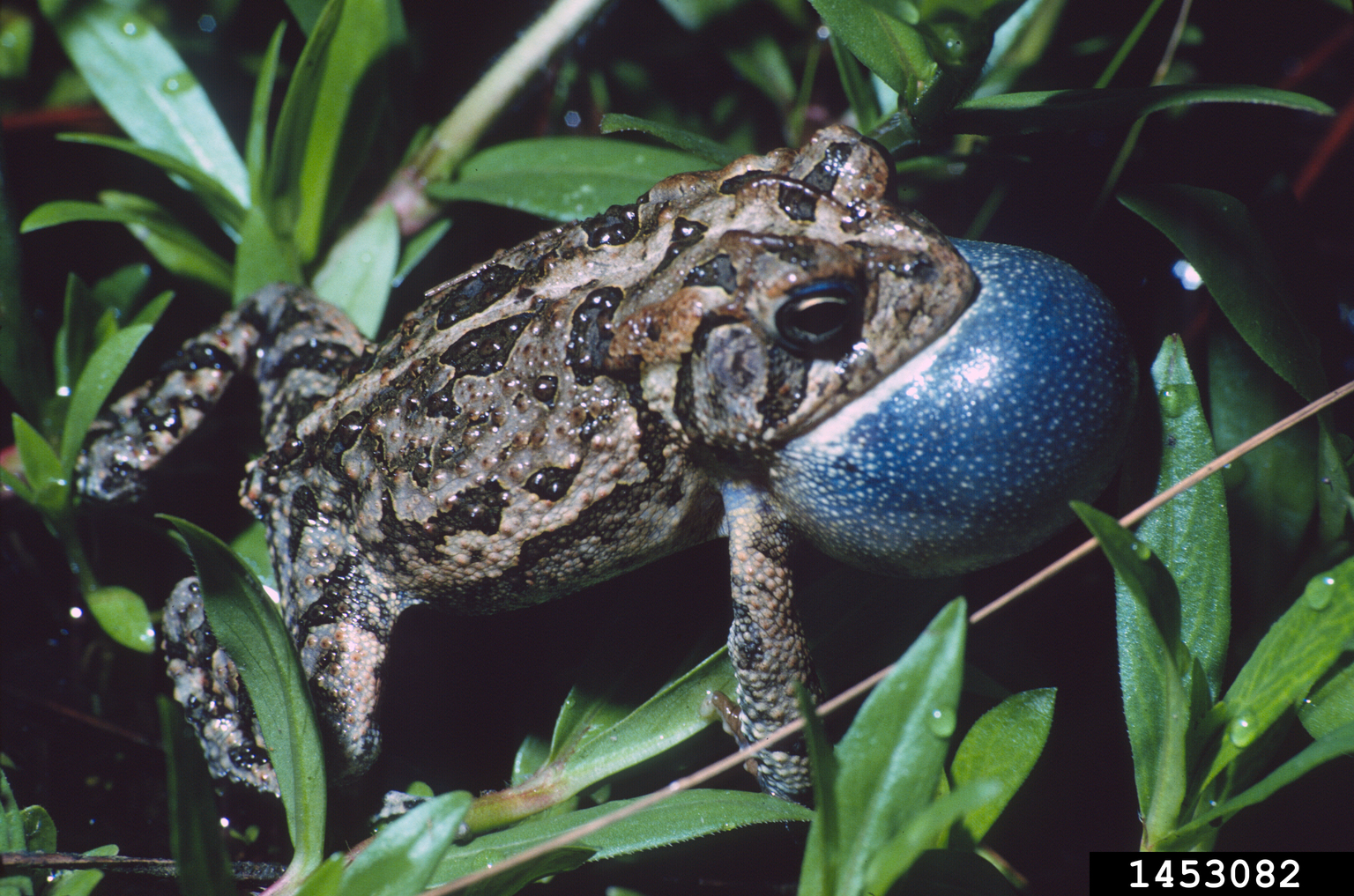 Southern Toad (Anaxyrus terrestris)