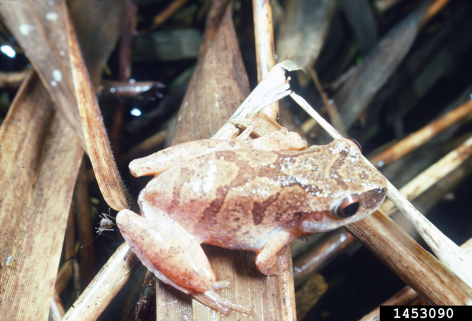 spring peeper (Pseudacris crucifer (Wied-Neuwied, 1838))