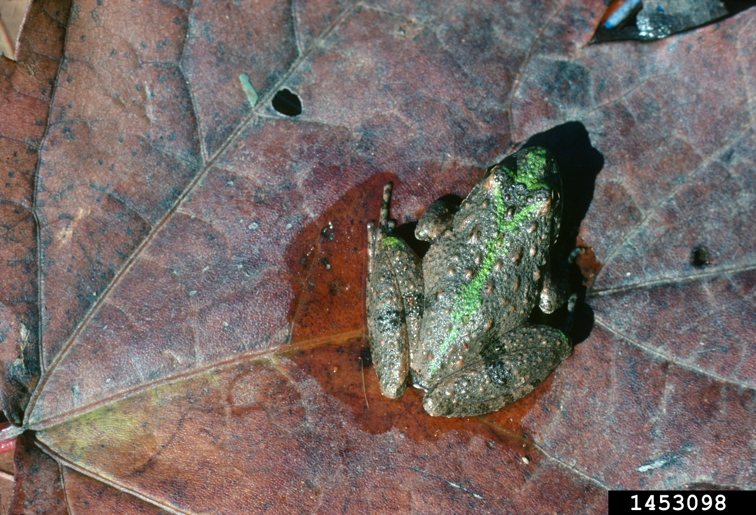 southern cricket frog (Acris gryllus (LeConte, 1825))